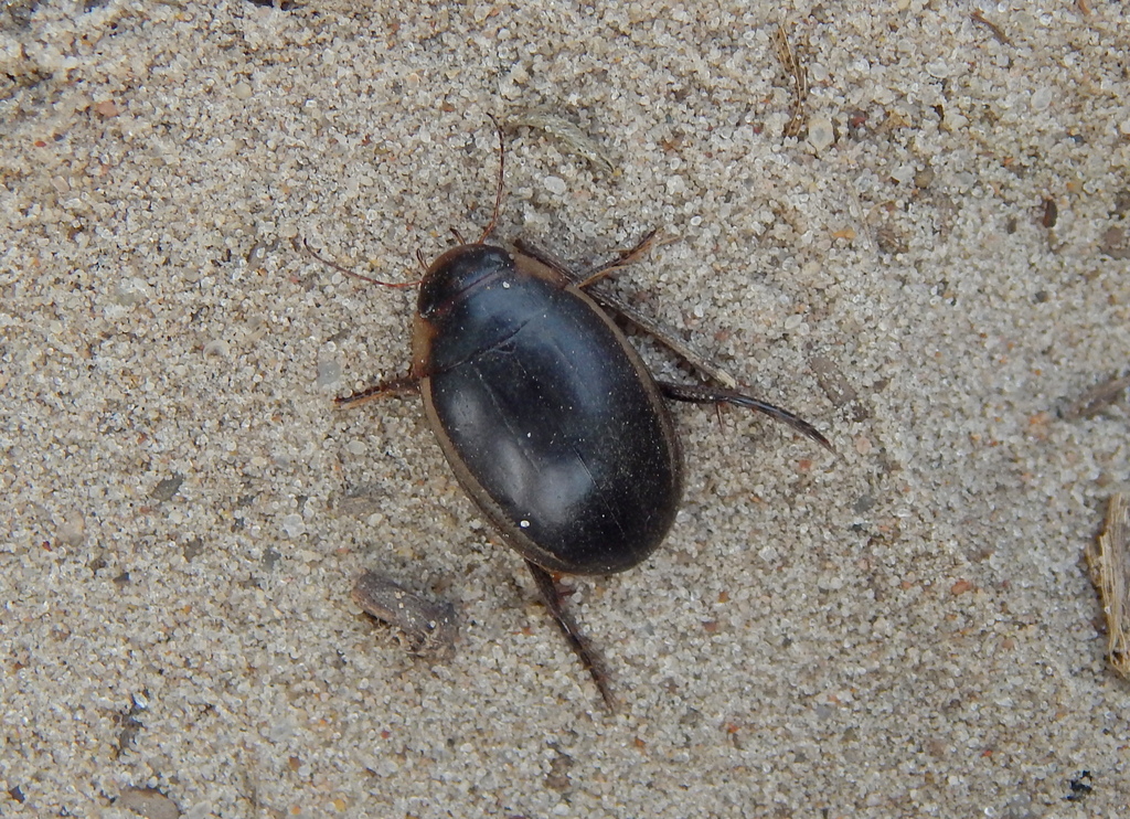 Hydaticus seminiger from Чебоксарский р-н, Чувашская Респ., Россия on ...