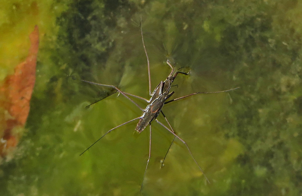 North American Common Water Strider from Cleveland National Forest ...