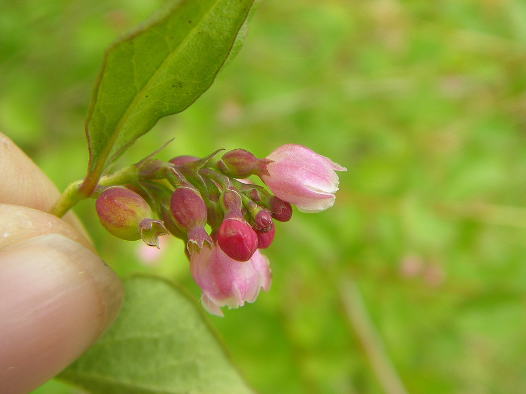 Common Snowberry (Low Gap Park) · iNaturalist