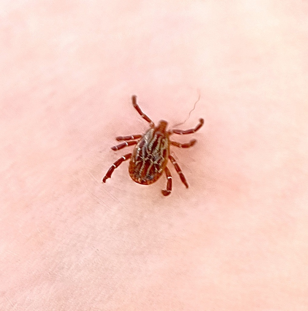 Gulf Coast Tick from Oryx Trail, Frisco, TX, US on July 31, 2024 at 09: ...