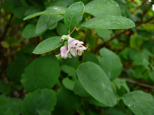 Common Snowberry (Don Castro Reg Park - CA native plantes) · iNaturalist
