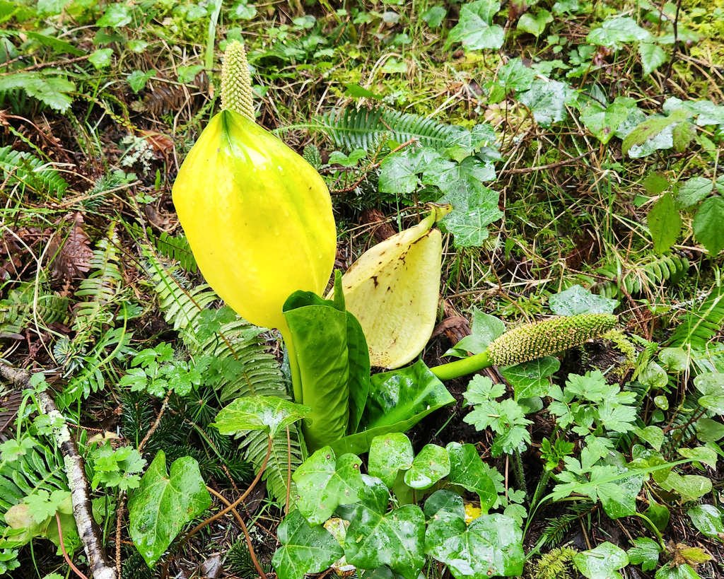 western skunk cabbage from Lincoln, Oregon, United States on March 21 ...