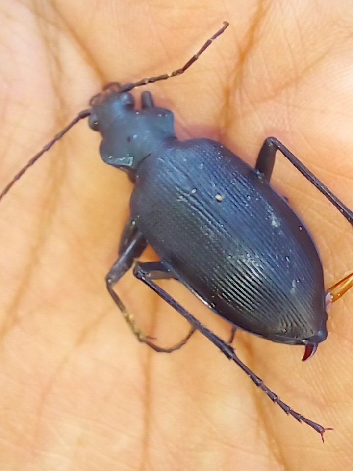 Calosoma angulatum from Naranjitos, 49900 Tecalitlán, Jal., México on ...