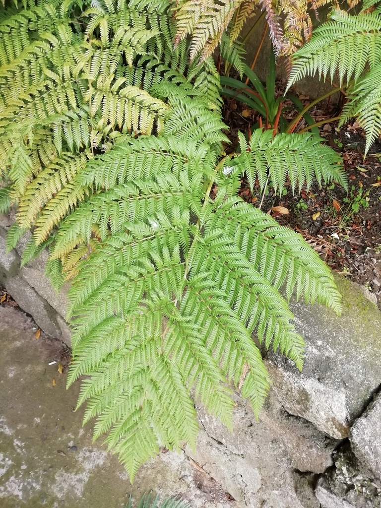 diamondleaf fern from Concepción, Región del Bío Bío, Chile on June 7 ...