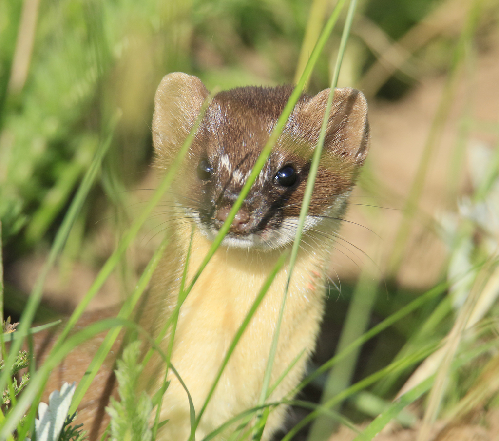 Long-tailed Weasel from Platoro Cabin, Conejos County, CO, USA on July ...