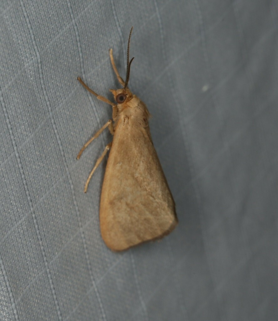 Tawny Virbia Moth from Outaouais, QC, Canada on July 3, 2024 at 12:44 ...