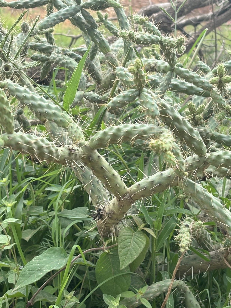 Velvet Bur Cactus in July 2024 by drewskipoo · iNaturalist