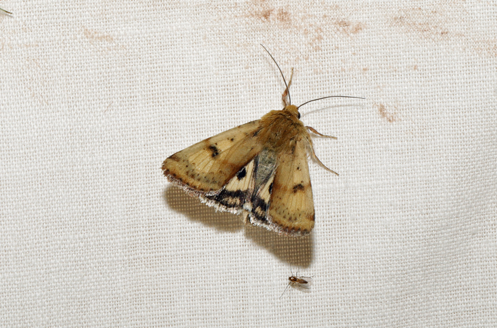 Corn Earworm Moth from Saint-Jean-de-l'Île-d'Orléans, QC, Canada on ...