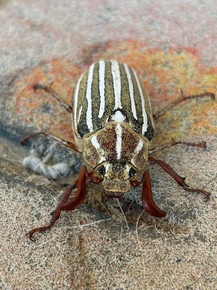 Ten-lined June Beetle from Pinon Hills, CA 92372, USA on July 31, 2024 ...