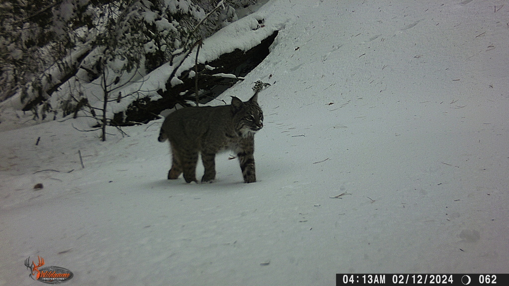 Lince Americano en febrero 2024 por comitescso. Digital Camera ...