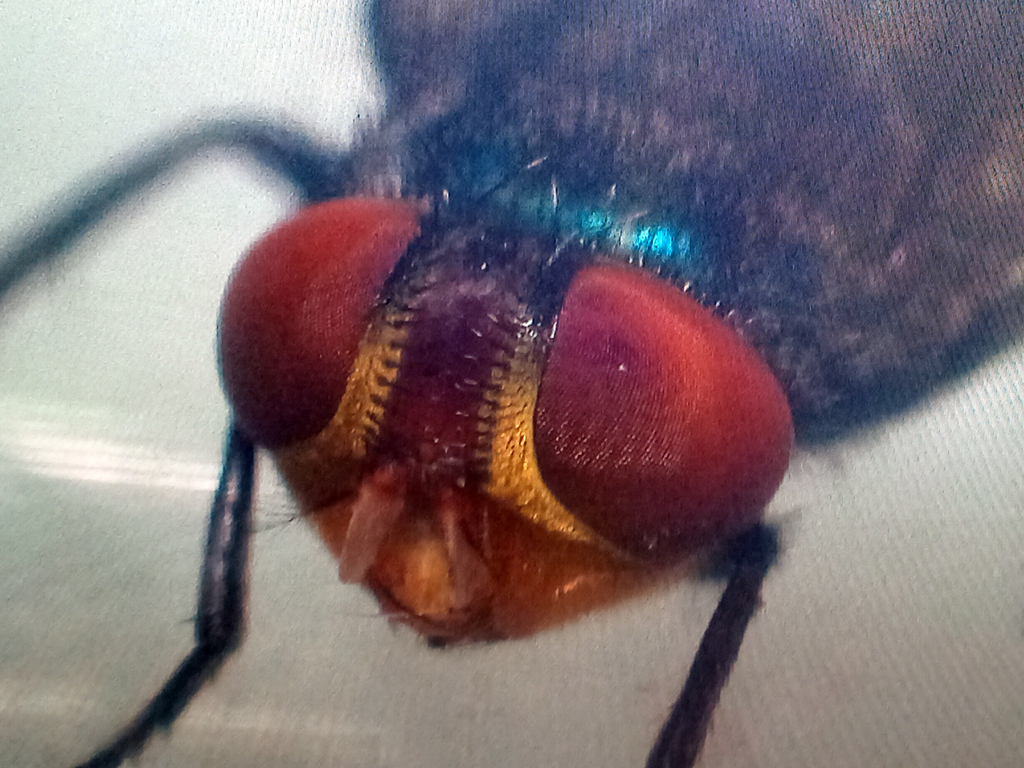 New World Screw-worm Fly from San José Province, Vásquez de Coronado ...