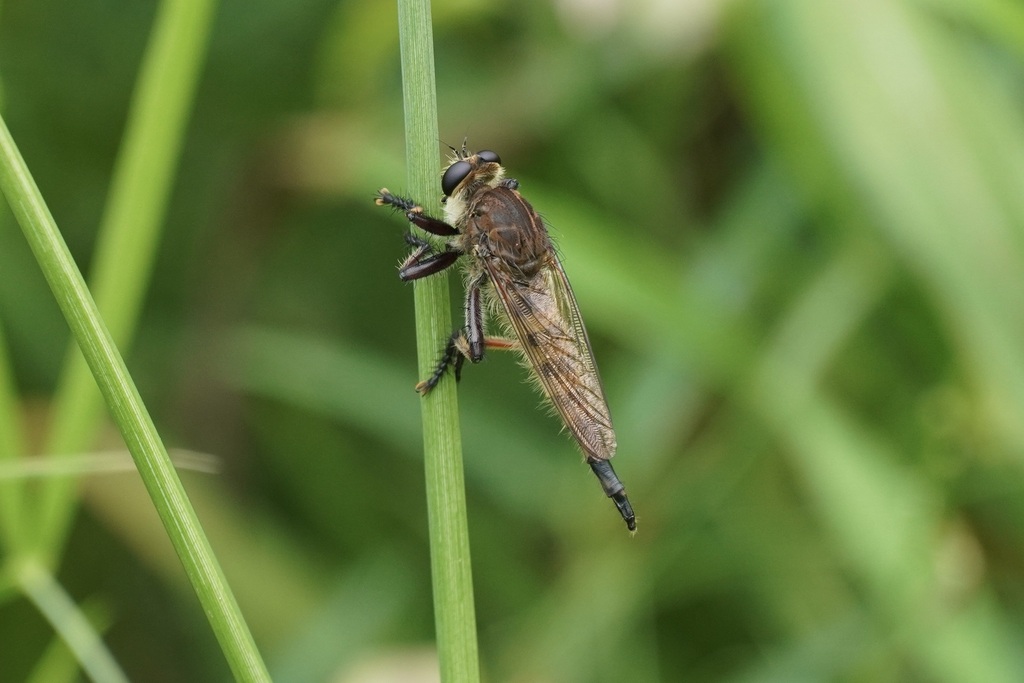 Maroon-legged Lion Fly from Cincinnati Nature Center, 4949 Tealtown Rd ...