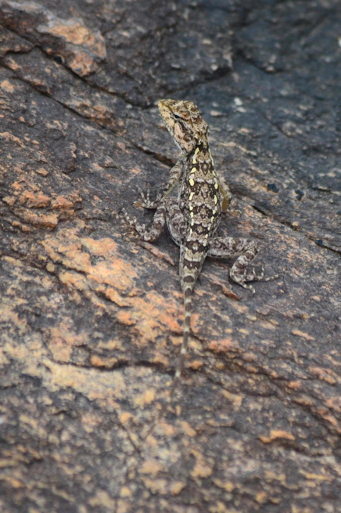 Rock Dragon from Makalidurga, Karnataka 561203 on January 26, 2017 at ...