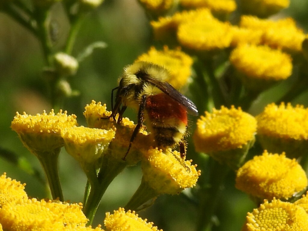 Hunt's Bumble Bee from Southeast Calgary, Calgary, AB, Canada on July ...