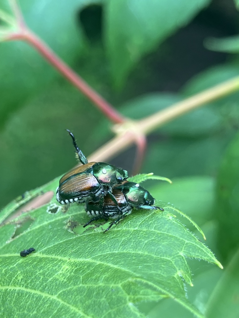 Winsome Fly from Wirth Lake, Golden Valley, MN, US on July 31, 2024 at ...
