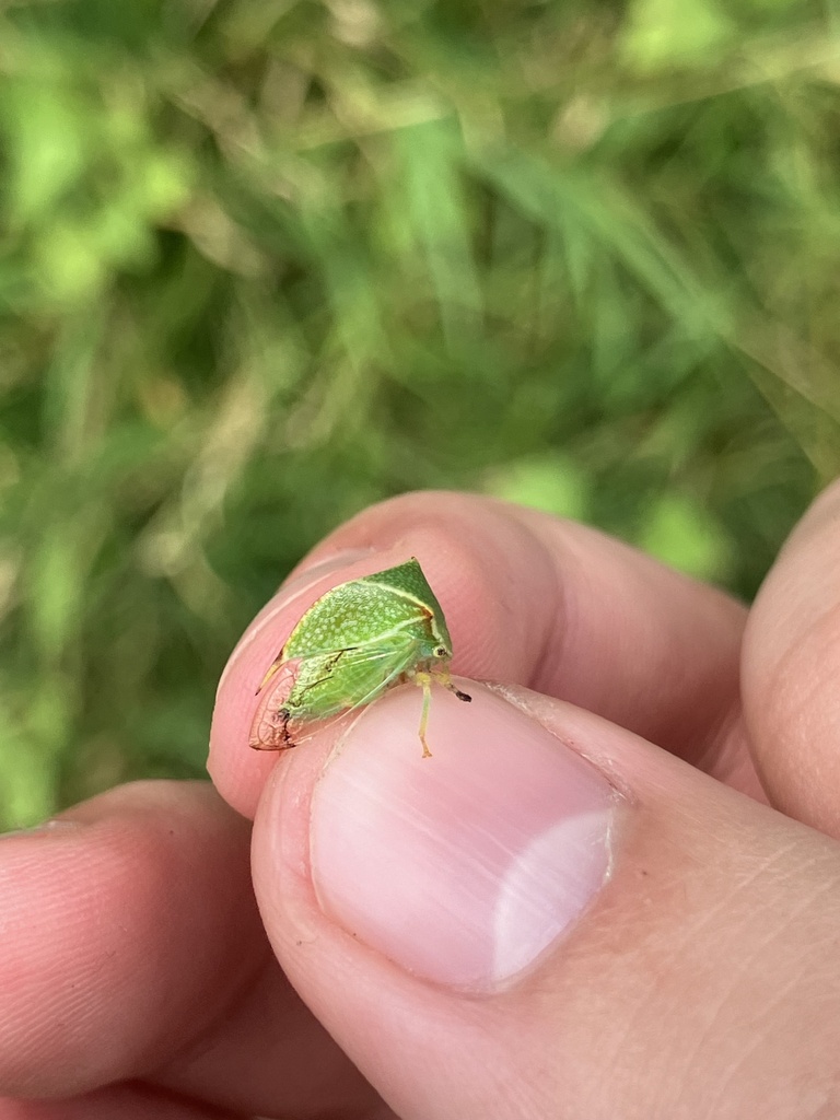 Buffalo Treehopper from Wirth Lake, Golden Valley, MN, US on July 31 ...