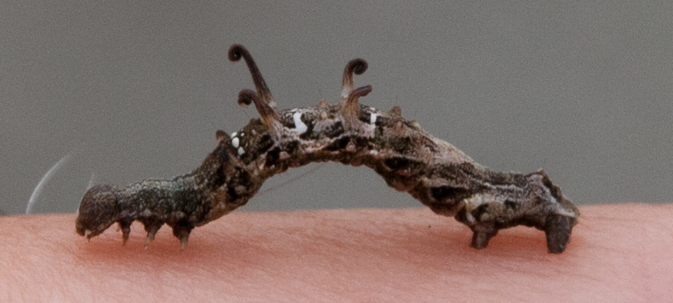 Horned Spanworm Moth (Caterpillars of Ontario) · iNaturalist