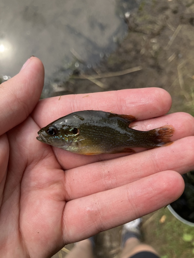 Green Sunfish from Wirth Lake, Golden Valley, MN, US on July 31, 2024 ...