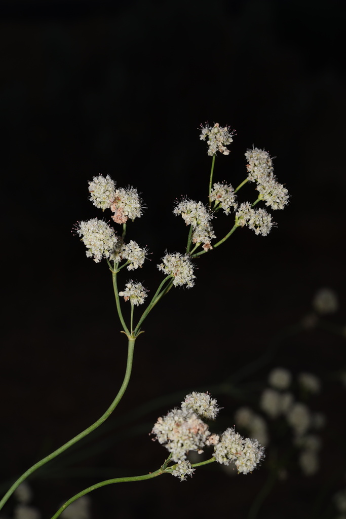 tall woolly wild buckwheat from Canyon Rd, Yakima, WA, US on July 29 ...