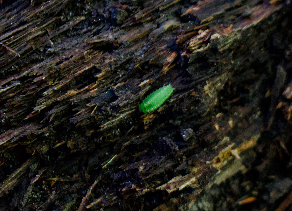 Nason's Slug Moth from Catahoula Parish, LA, USA on July 20, 2024 at 10 ...