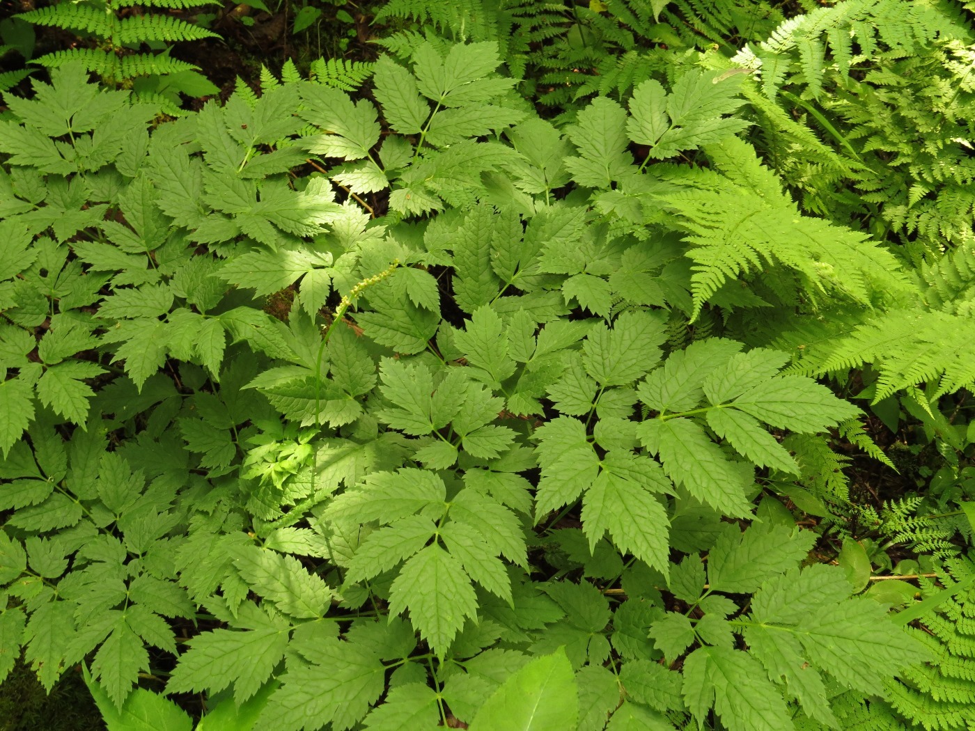 Actaea podocarpa DC.