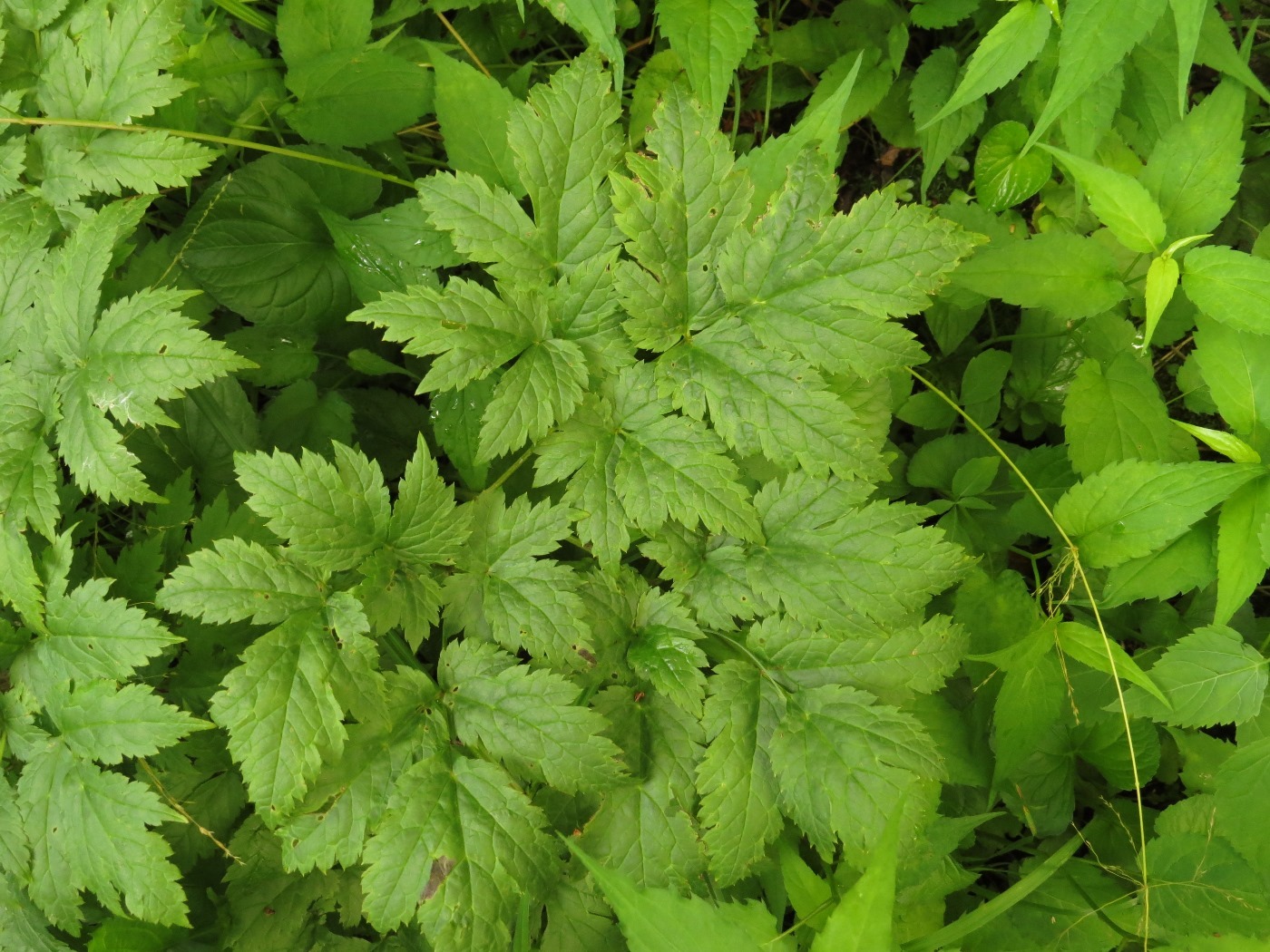 Actaea podocarpa DC.