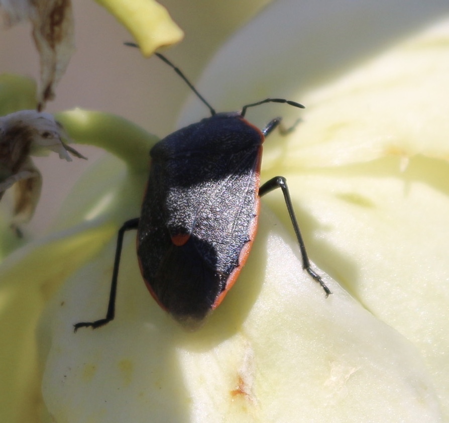 Conchuela Bug from Lubbock, TX, USA on June 05, 2019 at 02:31 PM by ...