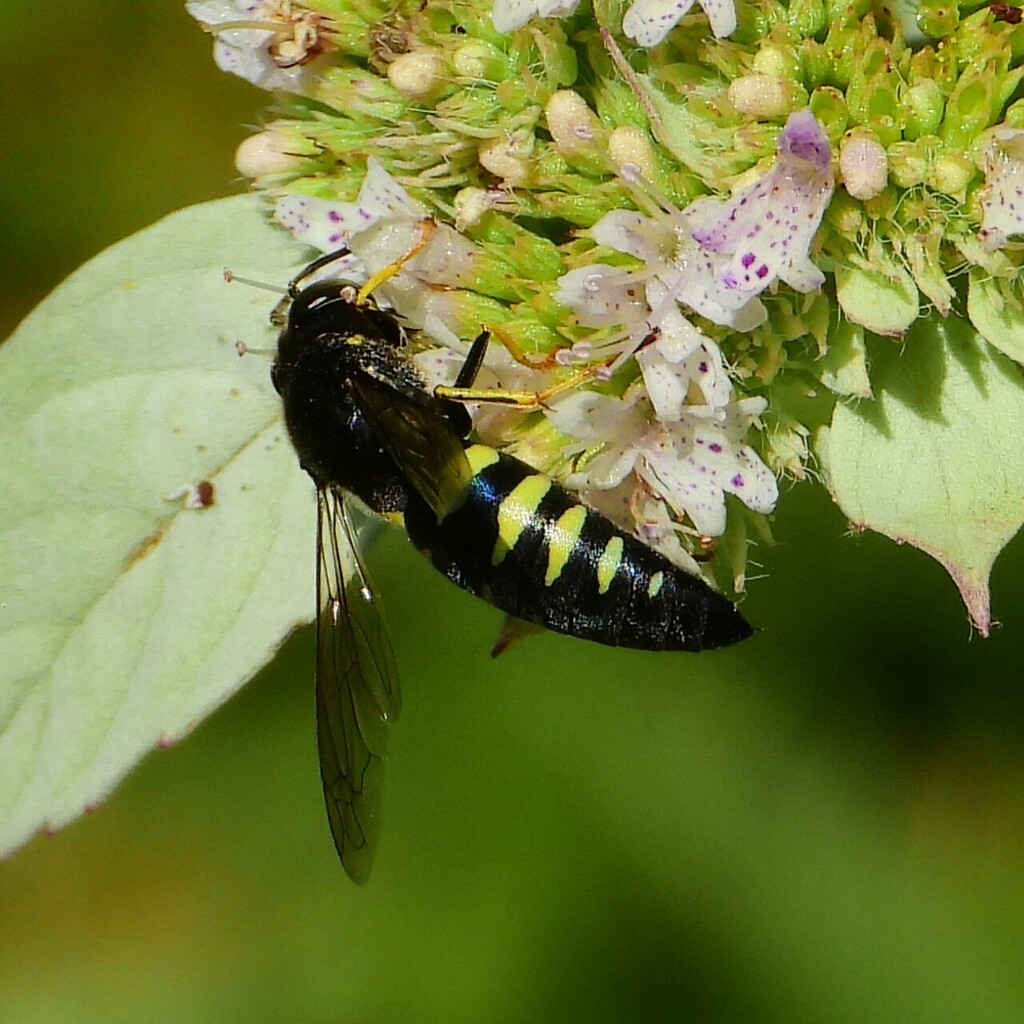 Four-banded Stink Bug Wasp from 608 Martin Ave, Boaz, AL 35957, USA on ...