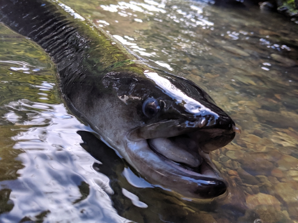 New Zealand Longfin Eel in June 2019 by Joseph Pallante · iNaturalist