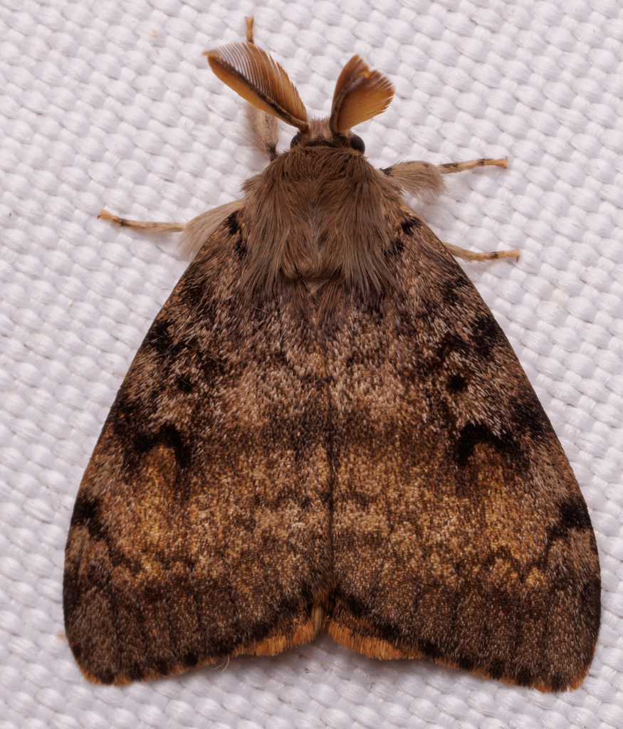 Spongy Moth from Emmett Calhoun County, MI, USA on July 19, 2024 at 10: ...