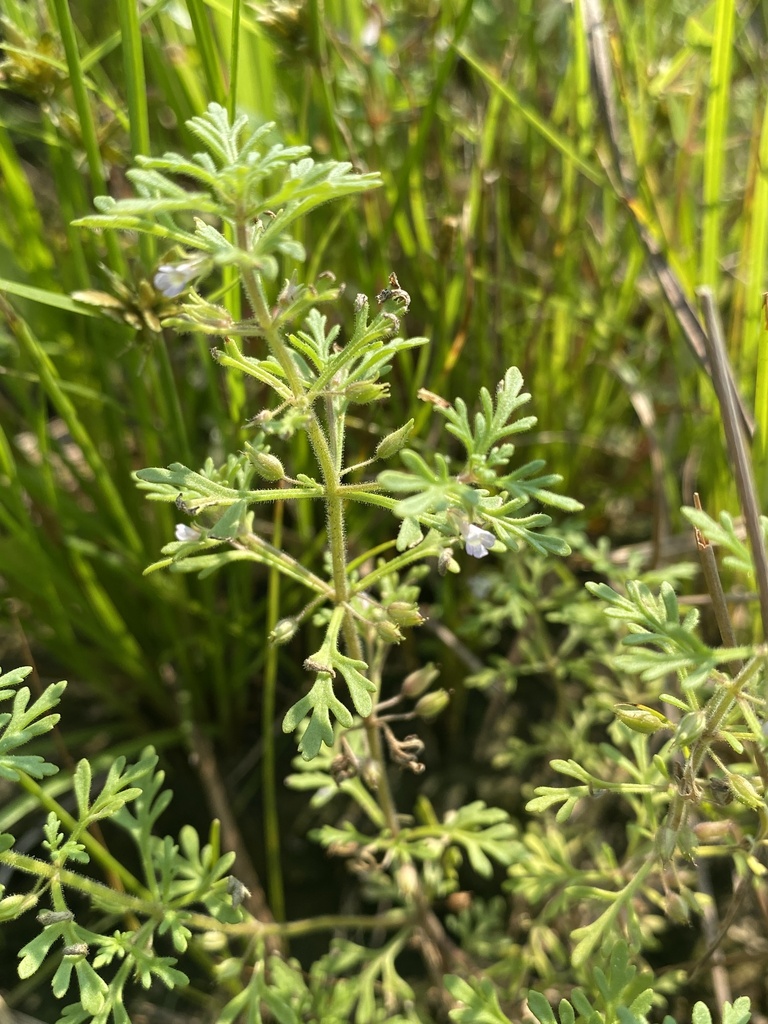 Obi-Wan conobea in July 2024 by Christopher David Benda · iNaturalist