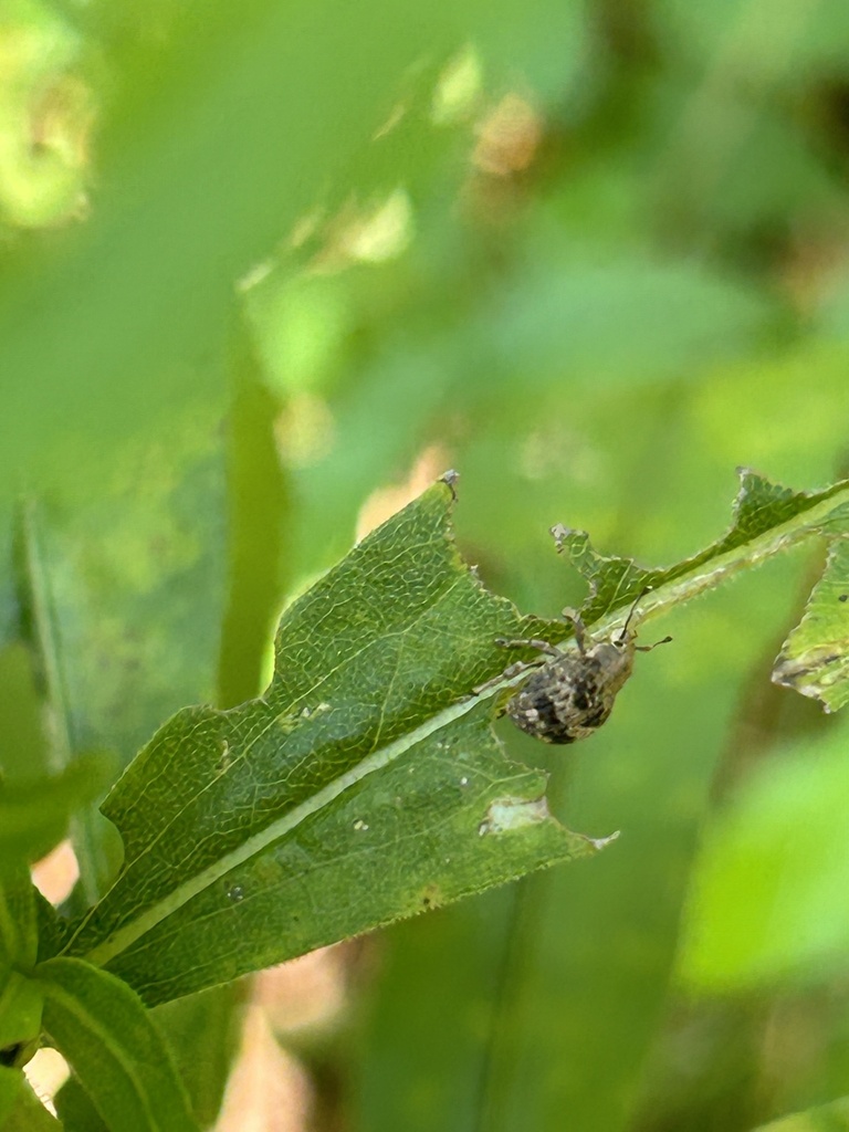 Two-banded Japanese Weevil from Glenstone Museum, Potomac, MD, US on ...