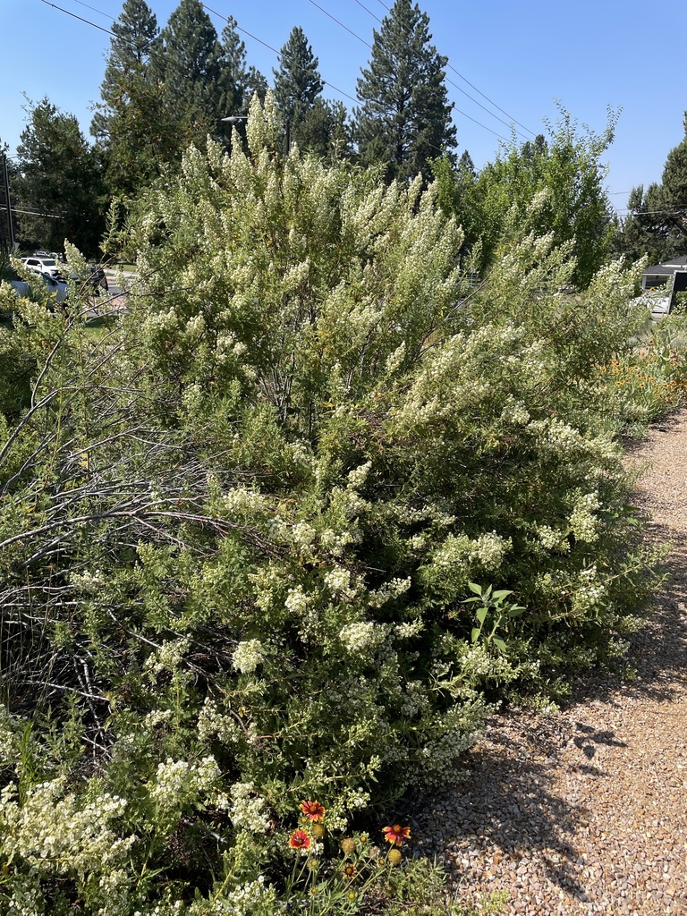 fernbush from Bend, OR, USA on July 31, 2024 at 03:21 PM by Rick ...