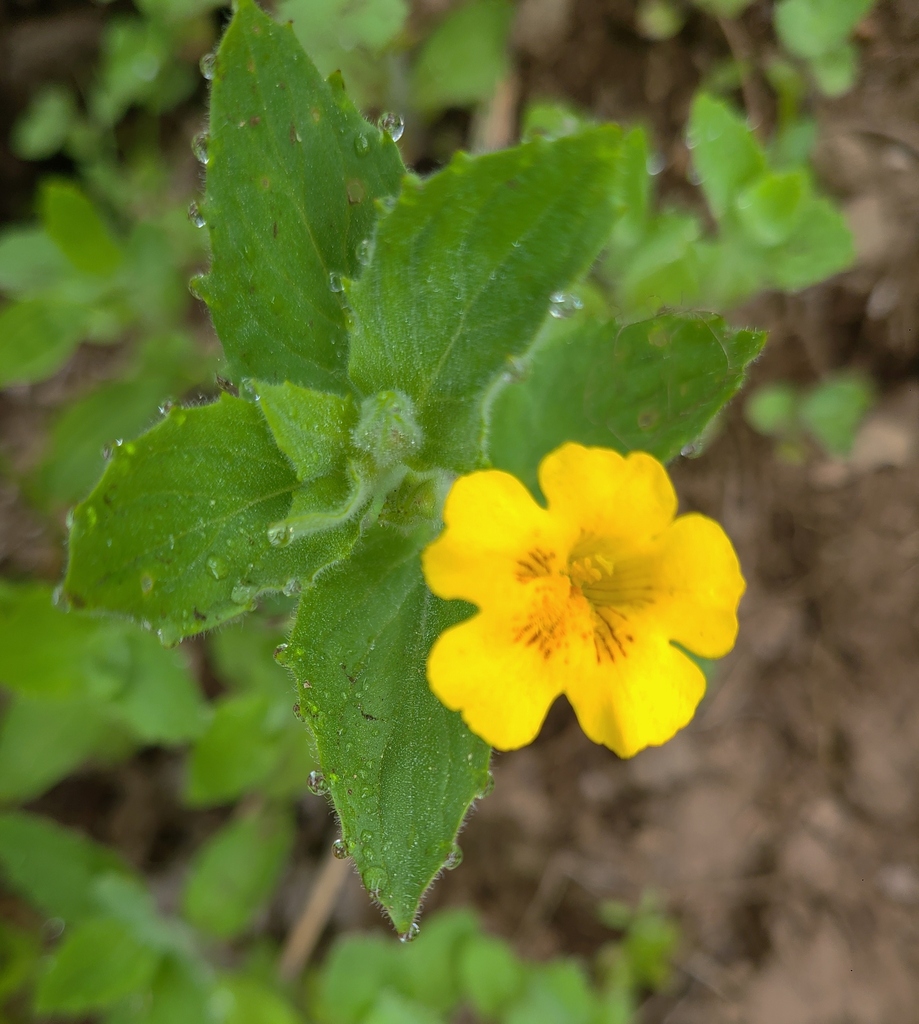 musk monkeyflower from Browder Ridge Tail, Oregon 97345, USA on June 30 ...
