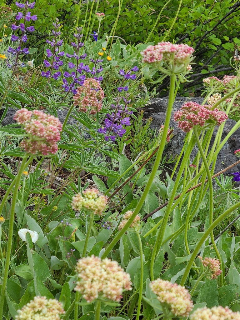 wild buckwheats from Browder Ridge Tail, Oregon 97345, USA on June 30 ...