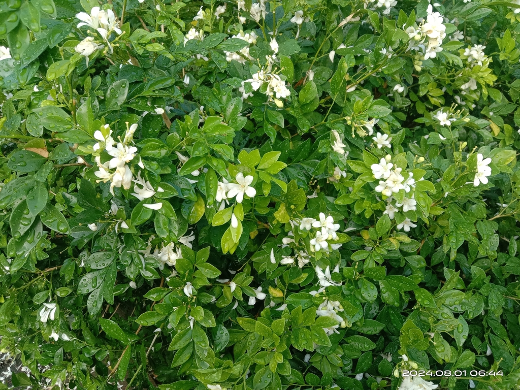 Orange Jasmine from Kaohsiung, TW-KH, TW on August 1, 2024 at 06:45 AM by 余世文 · iNaturalist