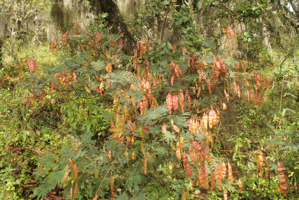 Calliandra houstoniana anomala from Santo Domingo Yanhuitlán on October ...
