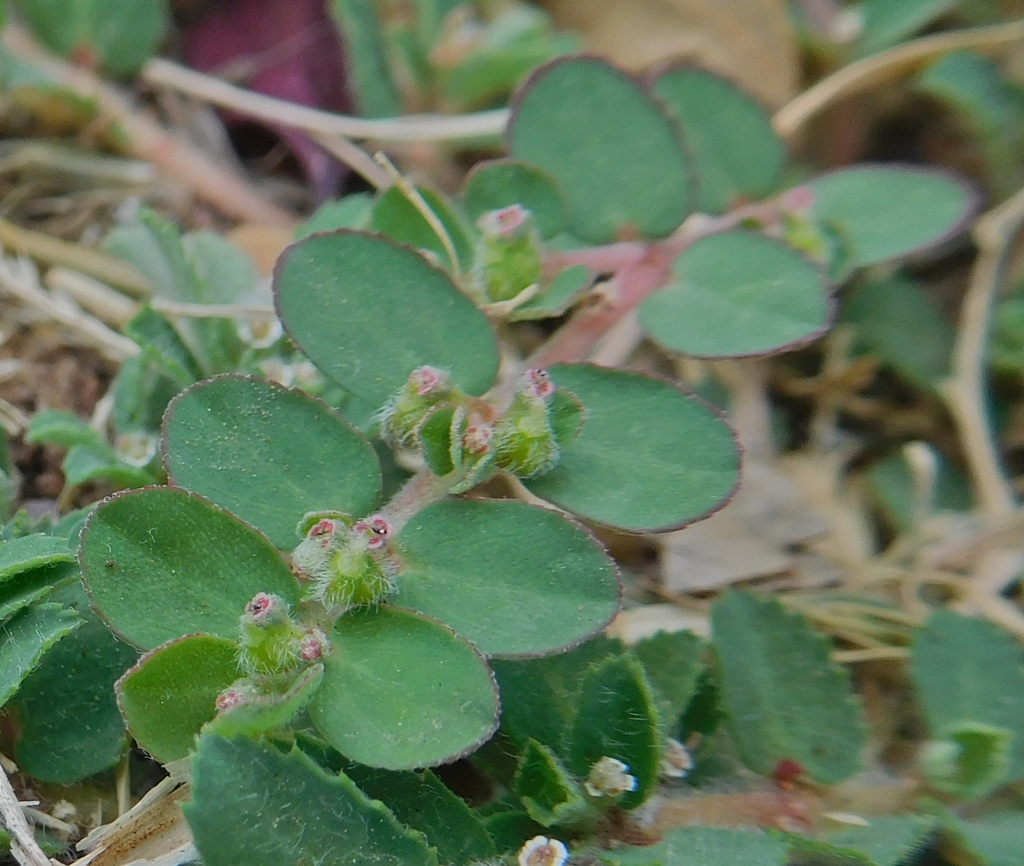 Prostrate Sandmat (Common species of Chamaesyce (Euphorbia sect ...