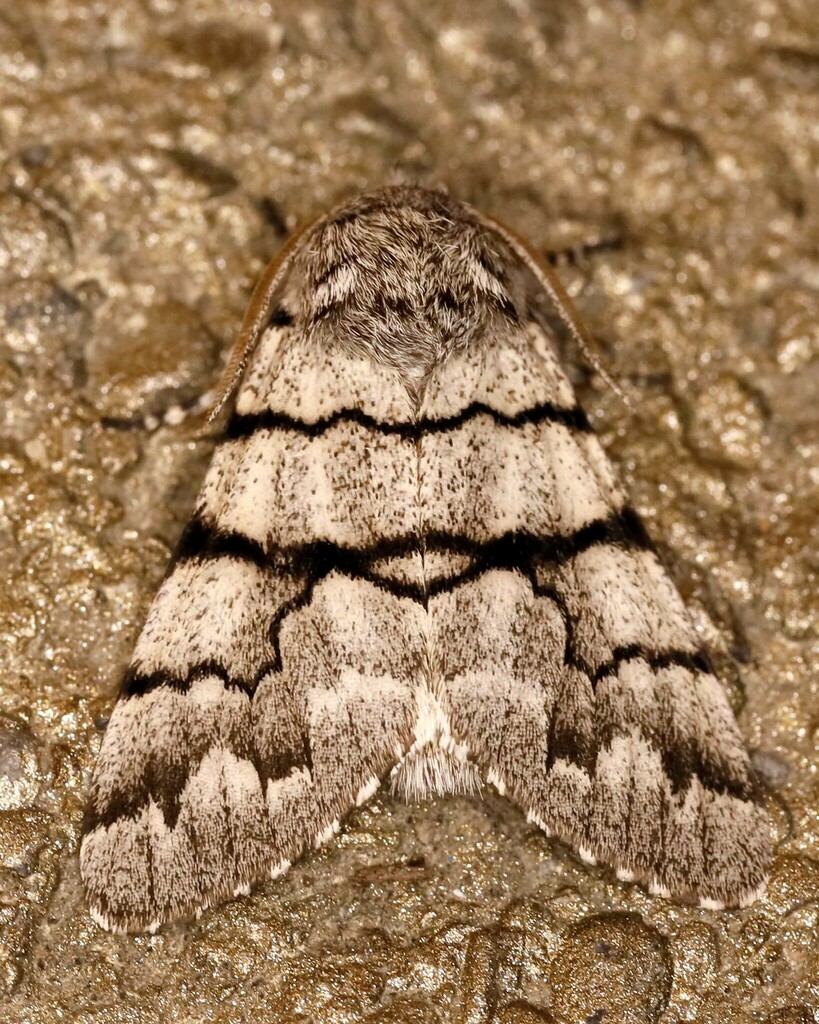 Eastern Panthea Moth from McLean, NY 13102, USA on July 26, 2024 at 10: ...