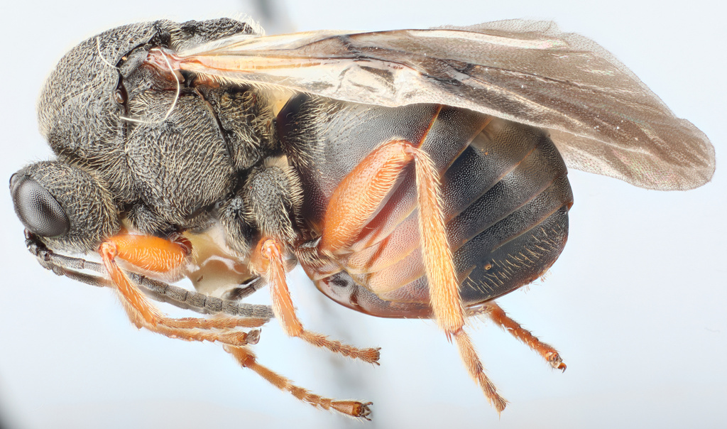 Amphibolips quercusfuliginosa from Smoke Rise, AL 35180, USA on ...