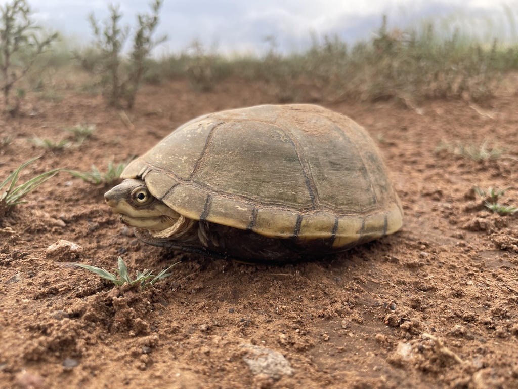 Yellow Mud Turtle from RM-505, Fort Davis, TX, US on July 31, 2024 at ...