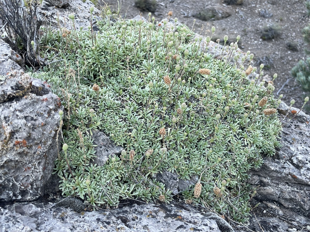 mat rock spiraea from White Pine County, US-NV, US on July 29, 2024 at ...