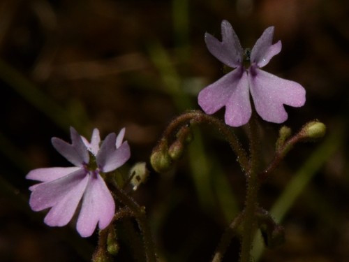 Stylidium ensatum · iNaturalist United Kingdom