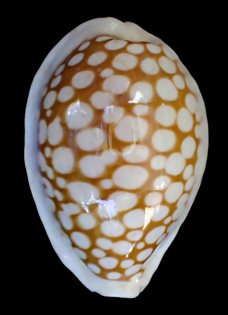 Sieve Cowry from Elbow Cave, North Solitary Island, NSW on October 16 ...