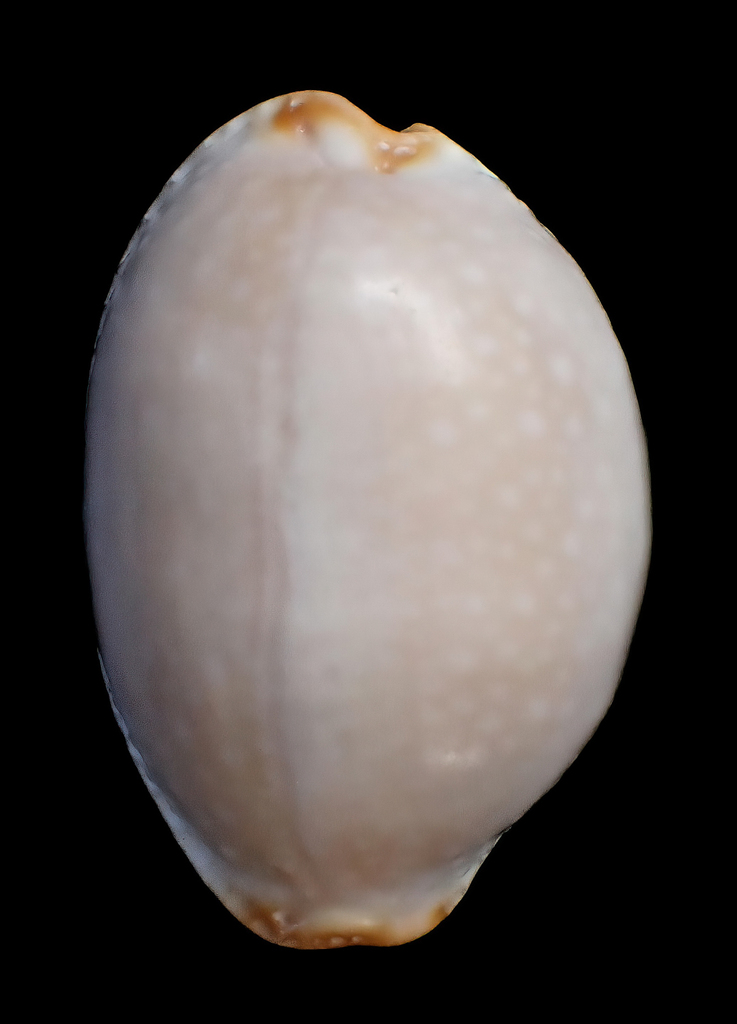 grape cowrie from South West Solitary Island, New South Wales ...