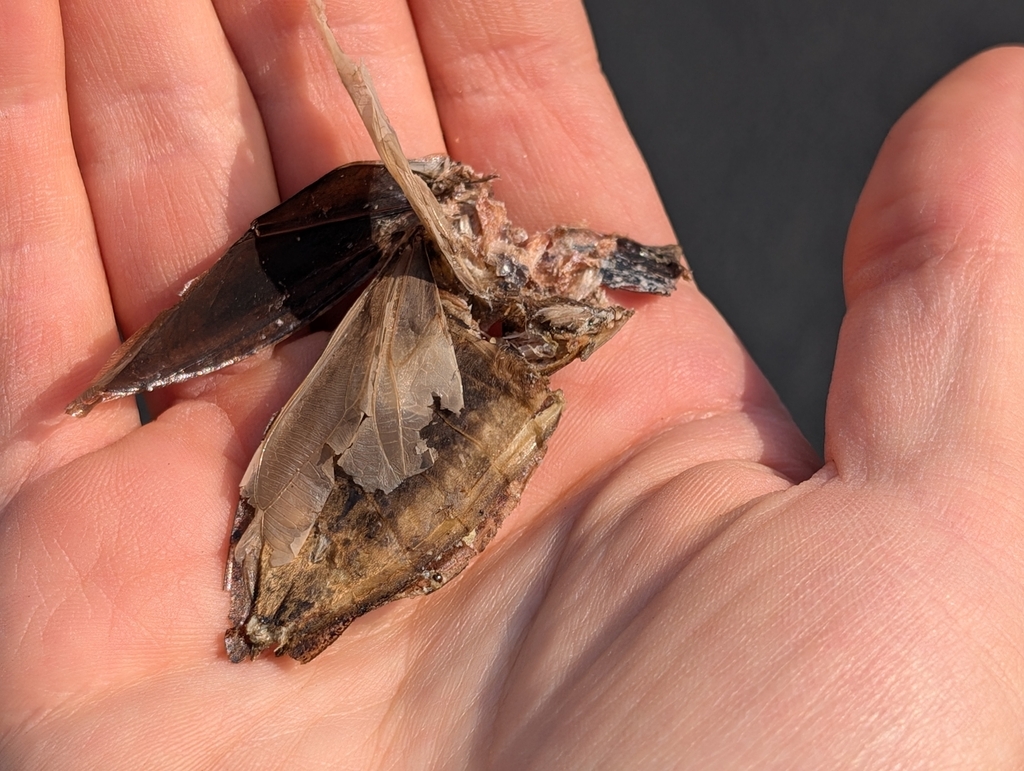 American Giant Water Bug from Nevada / Lidgerwood, Spokane, WA, USA on ...