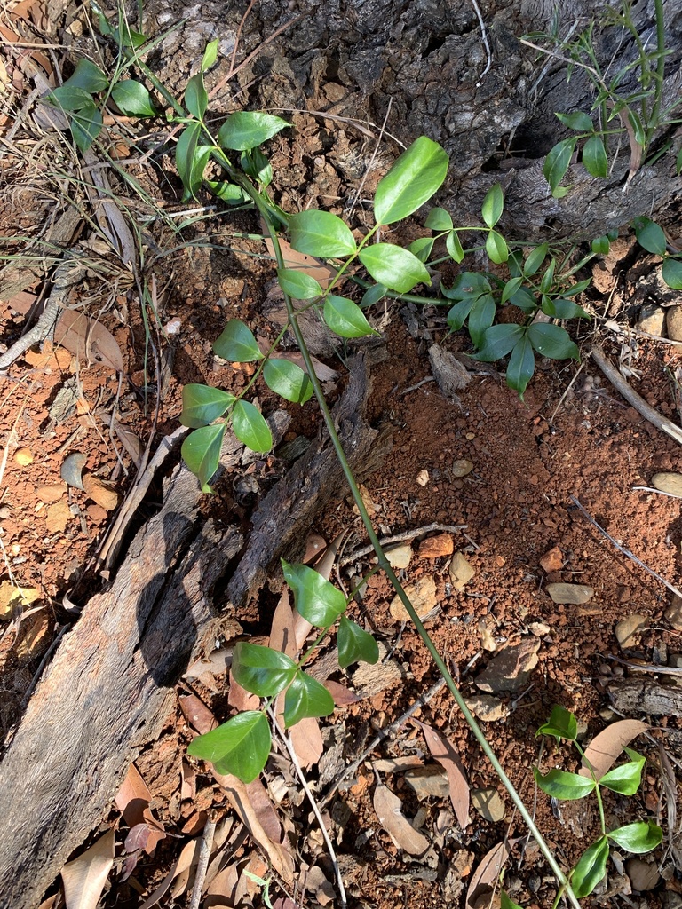 Bower Plant from Toohey Forest Park, Moorooka, QLD, AU on August 1 ...