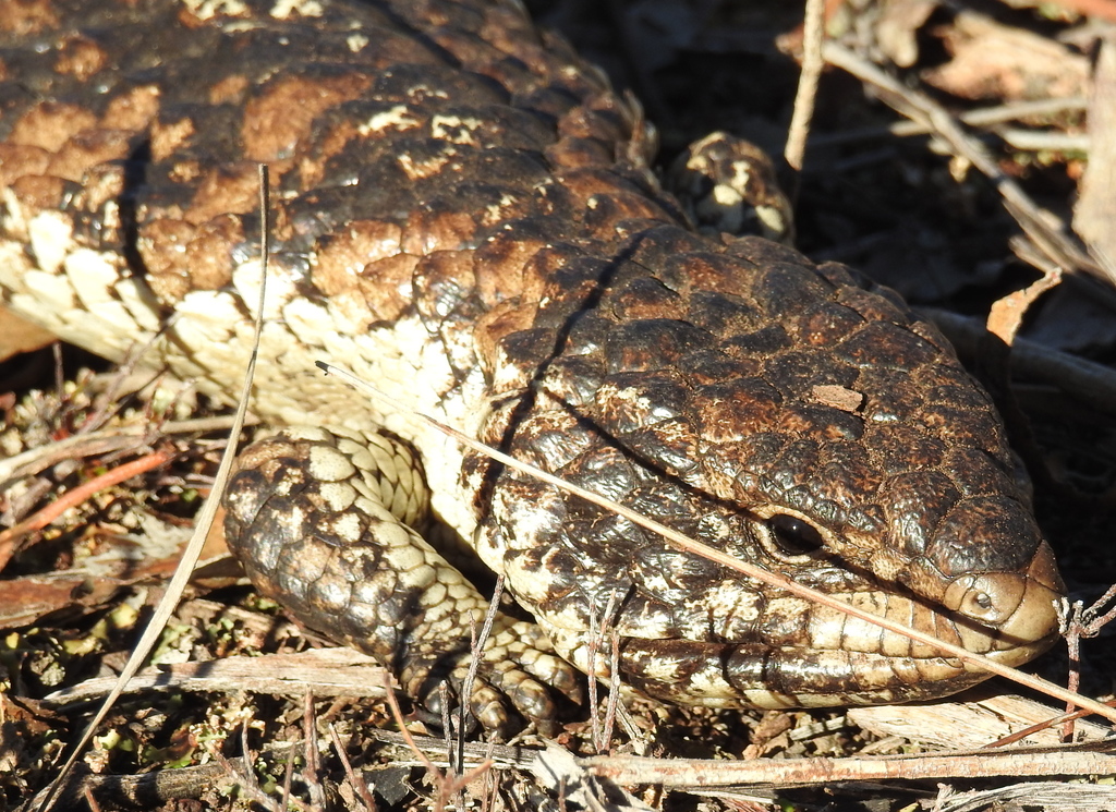 Shingleback Lizard from Paddys Ranges State Park, C. Goldfields Bal ...