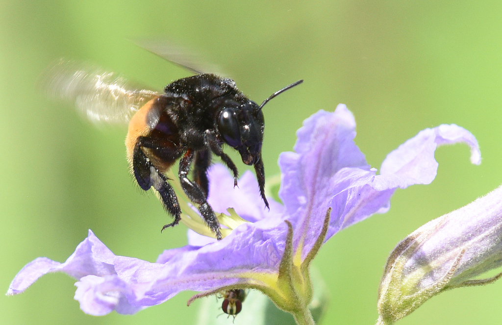 Eulaema polychroma from Dzilam de Bravo, Yucatan, Mexico on July 12 ...