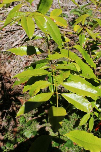 Syzygium glenum · iNaturalist